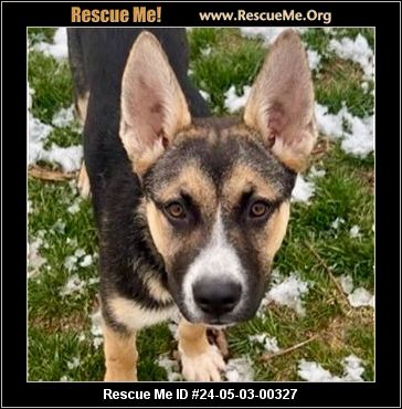 - Colorado Dog Rescue - ADOPTIONS - Rescue Me!