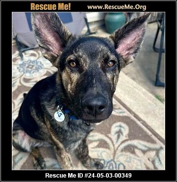 - Colorado Dog Rescue - ADOPTIONS - Rescue Me!