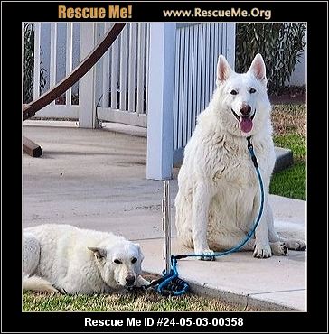 - Colorado Dog Rescue - ADOPTIONS - Rescue Me!