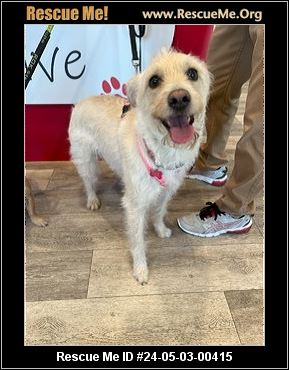 - California Maltese Rescue - ADOPTIONS - Rescue Me!