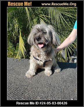 - California Cockapoo Rescue - ADOPTIONS - Rescue Me!