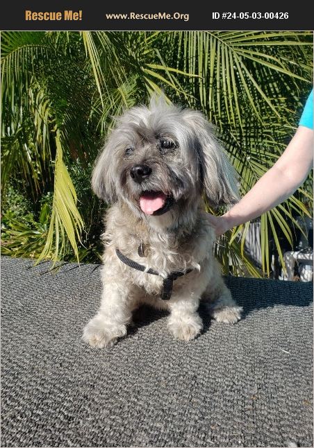 ADOPT 24050300426 ~ Cockapoo Rescue ~ Valley Glen, CA