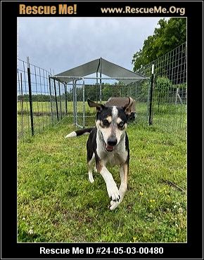 - Oklahoma Dog Rescue - ADOPTIONS - Rescue Me!