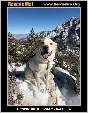 - Nevada Dog Rescue - ADOPTIONS - Rescue Me!