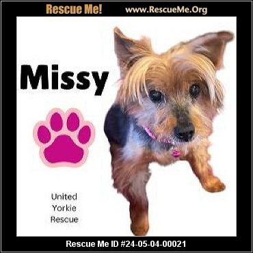 - Texas Yorkie Rescue - ADOPTIONS - Rescue Me!
