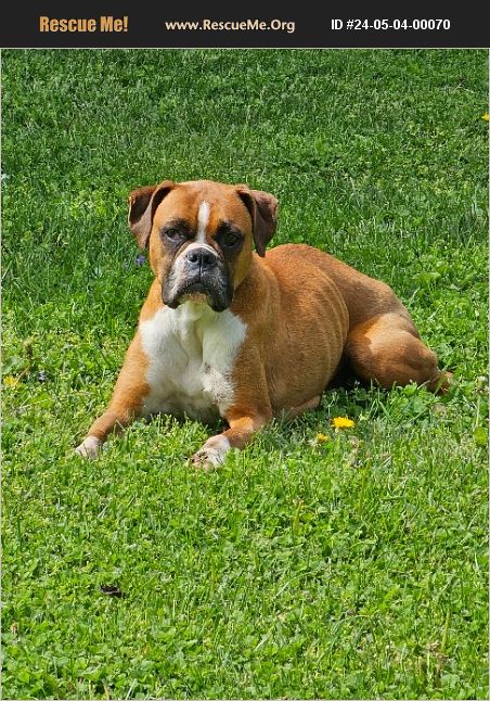 ADOPT 24050400070 ~ Boxer Rescue ~ Denver, IN