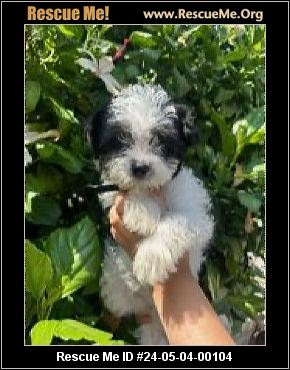 - California Maltese Rescue - ADOPTIONS - Rescue Me!
