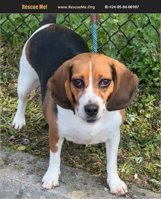 ADOPT 24050400107 ~ Beagle Rescue ~ yonkers, NY