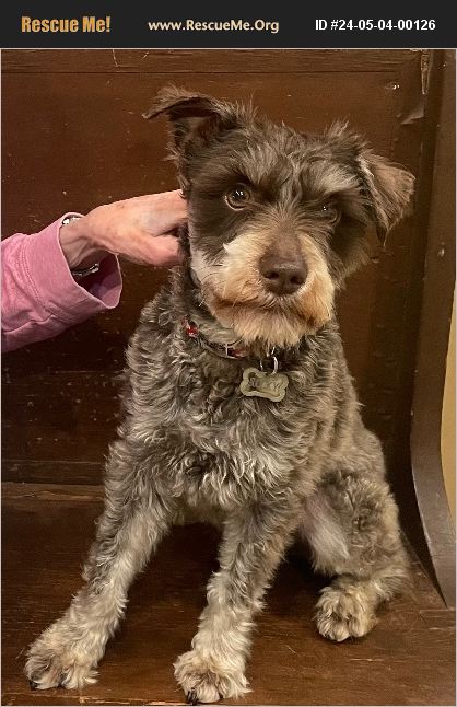 ADOPT 24050400126 ~ Schnauzer Rescue ~ Kingwood, TX