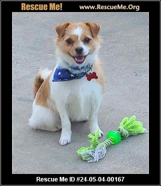 - Michigan Pomeranian Rescue - ADOPTIONS - Rescue Me!