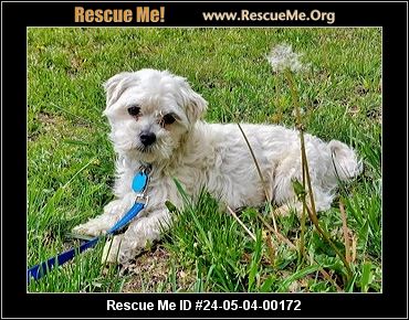 - Missouri Maltese Rescue - ADOPTIONS - Rescue Me!