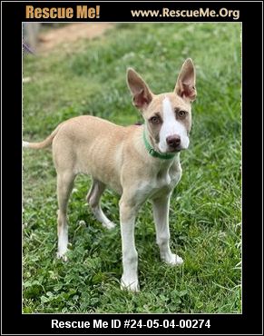 - Georgia Border Collie Rescue - ADOPTIONS - Rescue Me!