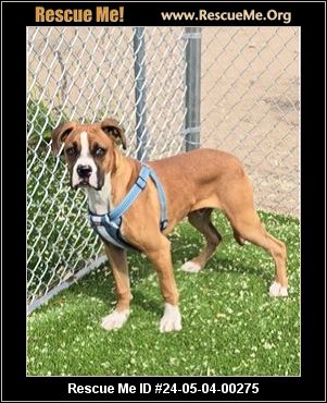 - New Mexico Dog Rescue - ADOPTIONS - Rescue Me!