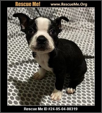 - New Jersey Dog Rescue - ADOPTIONS - Rescue Me!