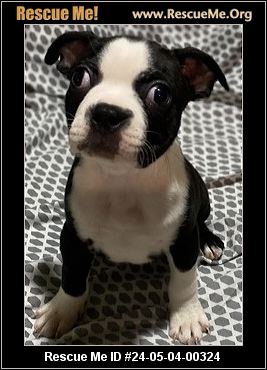 - New Jersey Dog Rescue - ADOPTIONS - Rescue Me!