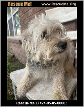 - Oklahoma Yorkie Rescue - ADOPTIONS - Rescue Me!