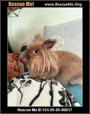 - Oklahoma Rabbit Rescue - ADOPTIONS - Rescue Me!