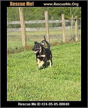 - Maryland Lab Rescue - ADOPTIONS - Rescue Me!