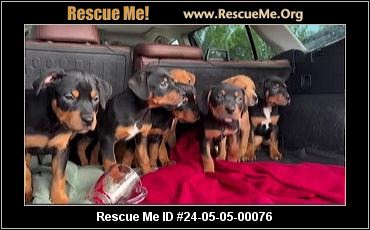 - Texas Rottweiler Rescue - ADOPTIONS - Rescue Me!