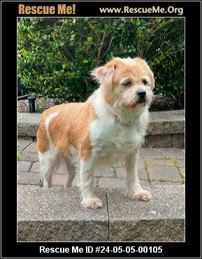 - New Jersey Corgi Rescue - ADOPTIONS - Rescue Me!