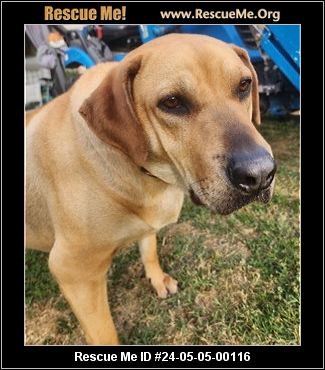 - New York Lab Rescue - ADOPTIONS - Rescue Me!