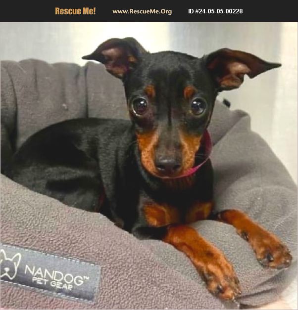 ADOPT 24050500228 ~ Miniature Pinscher Rescue ~ Tarzana, CA