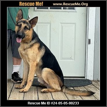 - Texas German Shepherd Rescue - ADOPTIONS - Rescue Me!