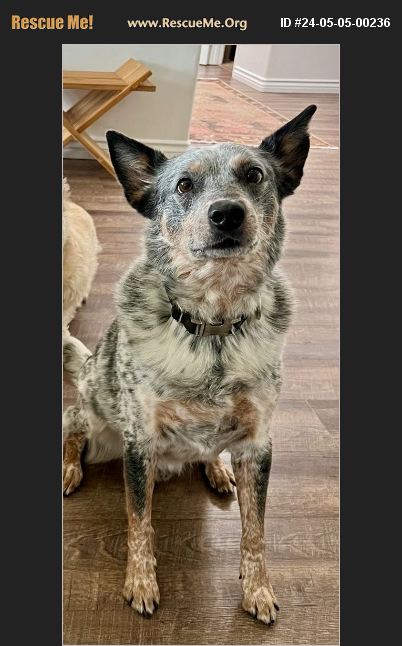 ADOPT 24050500236 ~ Australian Cattle Dog Rescue ~ Anaheim , CA
