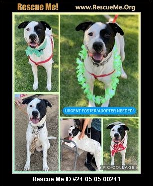 - California American Bulldog Rescue - ADOPTIONS - Rescue Me!
