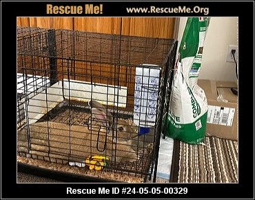- Washington Rabbit Rescue - ADOPTIONS - Rescue Me!