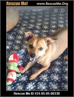 - Florida Jack Russell Rescue - ADOPTIONS - Rescue Me!