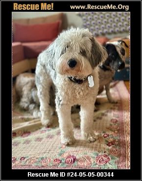 - Minnesota Dog Rescue - ADOPTIONS - Rescue Me!