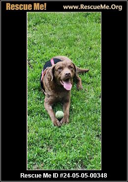 - Oregon Dog Rescue - ADOPTIONS - Rescue Me!