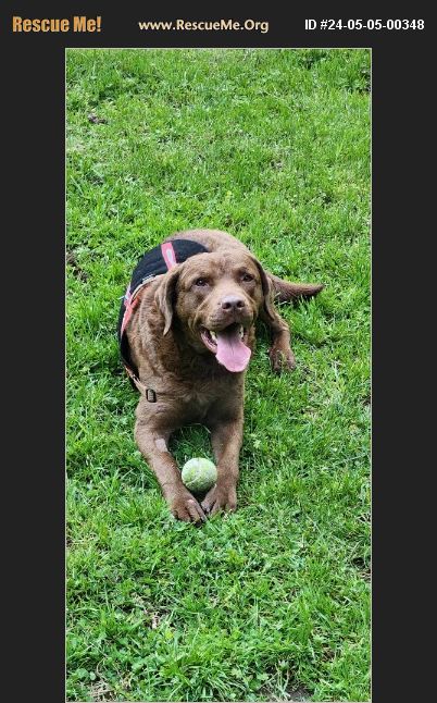 ADOPT 24050500348 ~ Chesapeake Bay Retriever Rescue ~ Multnomah County, CA