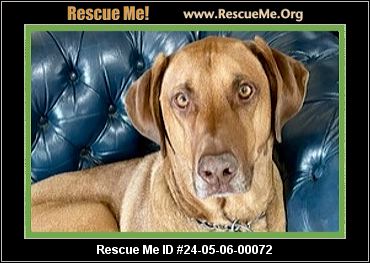 - Ohio Dog Rescue - ADOPTIONS - Rescue Me!