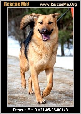 - Pennsylvania German Shepherd Rescue - ADOPTIONS - Rescue Me!