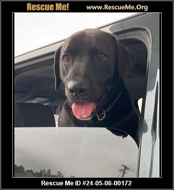 - Mississippi Dog Rescue - ADOPTIONS - Rescue Me!