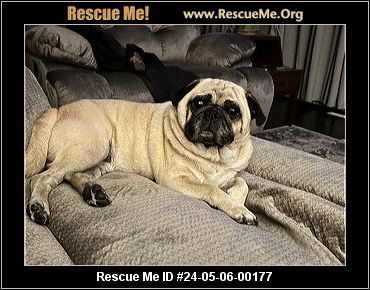 - Missouri Dog Rescue - ADOPTIONS - Rescue Me!