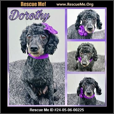 - Pennsylvania Poodle Rescue - ADOPTIONS - Rescue Me!