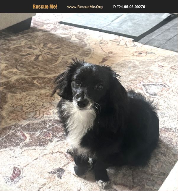 ADOPT 24050600276 ~ Poodle Rescue ~ UPLAND, CA