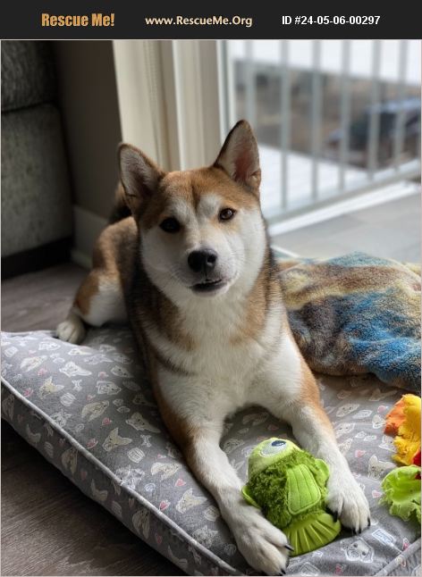 ADOPT 24050600297 ~ Shiba Inu Rescue ~ Pittsburgh, PA
