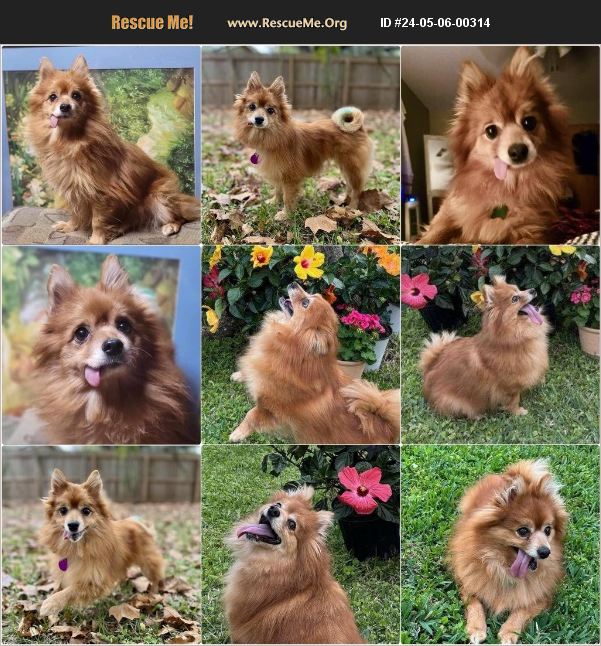 ADOPT 24050600314 ~ Pomeranian Rescue ~ Castle Rock , CO