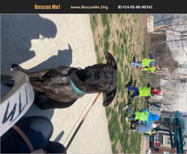 ADOPT 24050600342 ~ Rottweiler Rescue ~ Philadelphia, PA