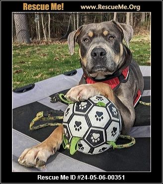 - Massachusetts Mutt Rescue - ADOPTIONS - Rescue Me!