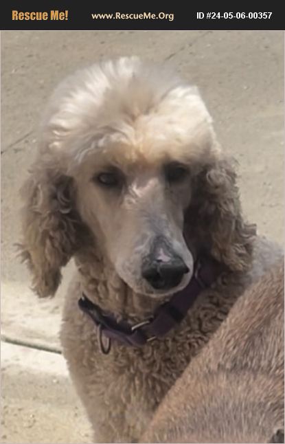 ADOPT 24050600357 ~ Poodle Rescue ~ Seattle, WA