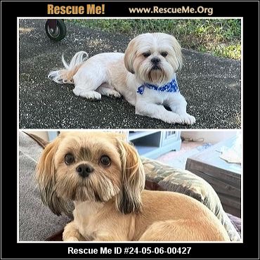 - Florida Lhasa Apso Rescue - ADOPTIONS - Rescue Me!