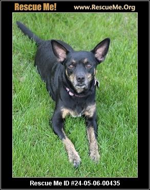 - Indiana Dog Rescue - ADOPTIONS - Rescue Me!