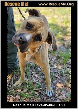 - Florida Boxer Rescue - ADOPTIONS - Rescue Me!