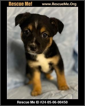 - New Jersey Dog Rescue - ADOPTIONS - Rescue Me!