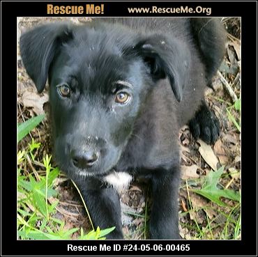 - Maryland Lab Rescue - ADOPTIONS - Rescue Me!